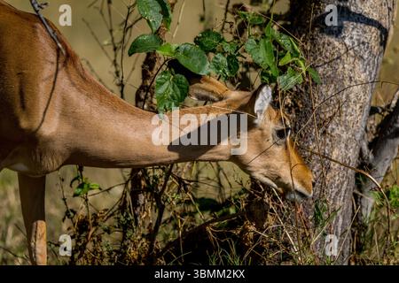 Impala (Aepyceros melampus), female browsing Stock Photo - Alamy