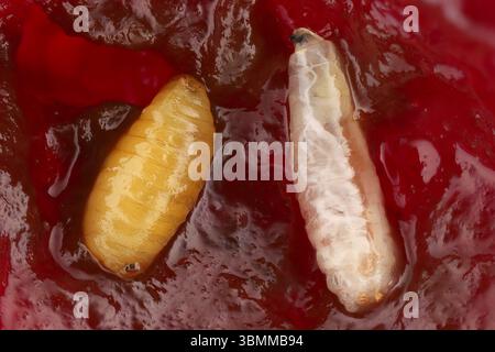 Worms, larva of the European cherry fruit fly (Rhagoletis cerasi) in ...