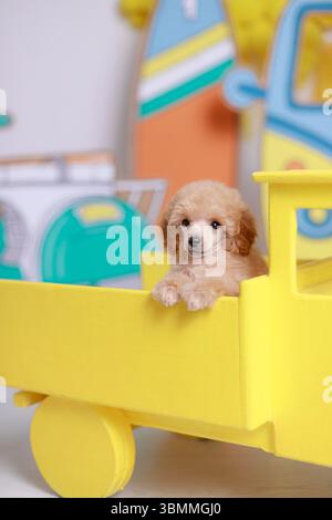 Cute puppy of apricot poodle with small bear toy isolated on a white ...