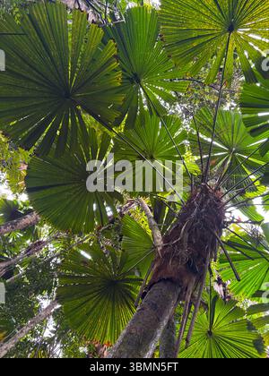 Fan palms (Licuala ramsayii) rainforest canopy, Djiru National Park ...