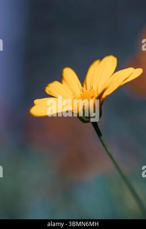 Daisy flower portrait Stock Photo - Alamy