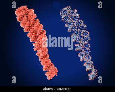 Illustration of a molecule of RNA (ribonucleic acid). RNA is vital for ...