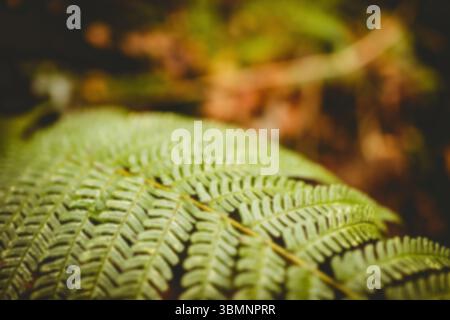 Closeup shot of sunlit fern in front of a wooden fence Stock Photo - Alamy