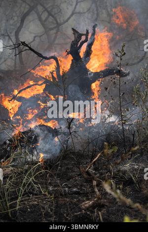 Back-burning, also known as prescribed burning or hazard reduction ...