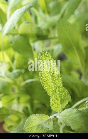 Sage Plant as detailed full frame close-up shot Stock Photo - Alamy