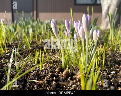 Saffron flowers on field. Crocus sativus blossoming purple plant on ...