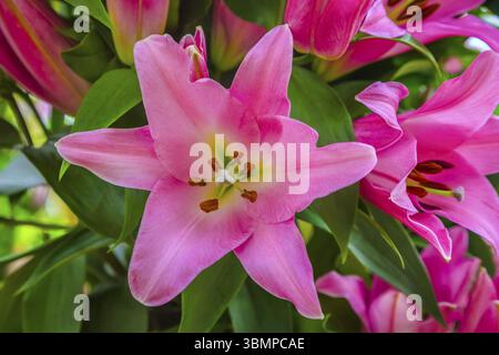 Big pink flower of oriental lily, isolated on white background Stock ...