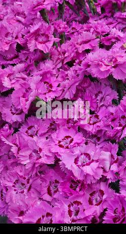Dianthus pinnate Spring Beauty Stock Photo - Alamy