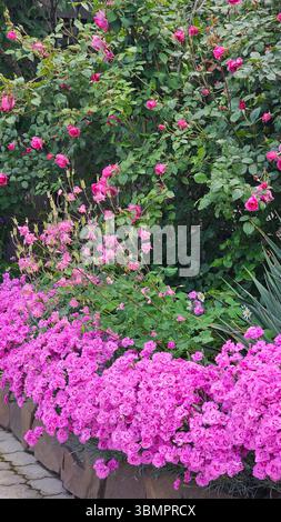Dianthus pinnate Spring Beauty Stock Photo - Alamy