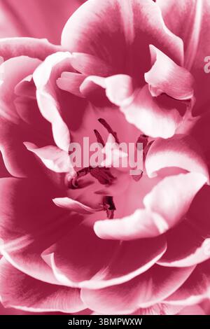 Viva Magenta beautiful view of plant in monochrome color. Forest Viva ...