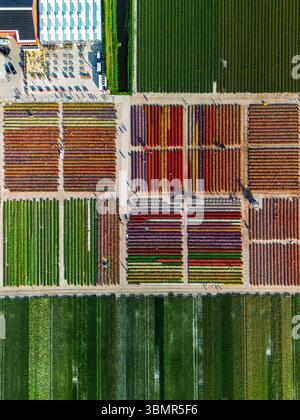 Aerial footage of a vibrant flower farm with colorful tulip rows ...
