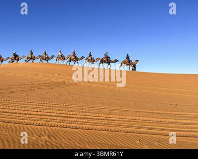 Tourists riding camels during an excursion in the Sahara Desert ...