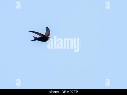 A Common Swift, Apus apus in Ambleside, Lake District, UK Stock Photo ...