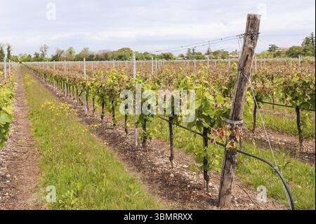 Damage on a vineyard, hit by a late frost in spring Stock Photo - Alamy