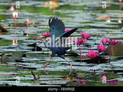 Colombo, Sri Lanka. 28th June, 2025. An anhinga and some lesser ...