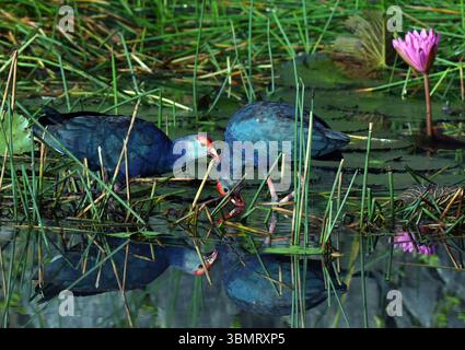 Colombo, Sri Lanka. 28th June, 2025. An anhinga and some lesser ...