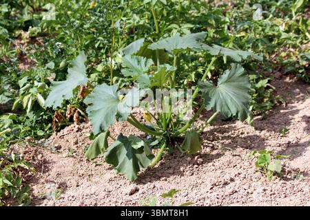 Zucchini Cucurbita pepo, also called courgette and summer squash, shows ...