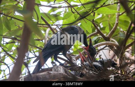 June 28, 2025: A House crow feeds its chicks at a nest in Kathmandu ...