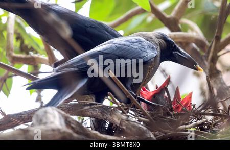 June 28, 2025: A House crow feeds its chicks at a nest in Kathmandu ...