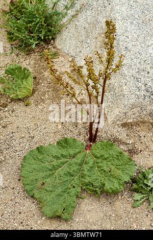 Mountain dock (Rumex alpinus) growing on the rocky slope of Great ...