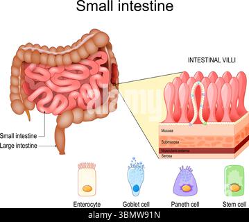 Internal structure of stem diagram illustration Stock Vector Image ...