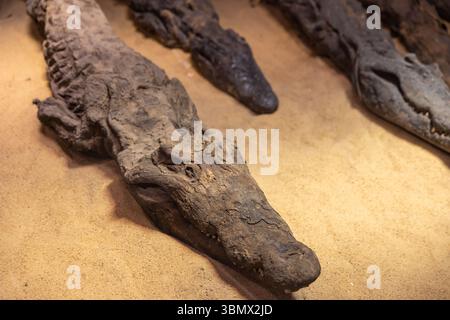 Mummified crocodiles in the crocodile museum at Kom Ombo in Egypt Stock ...