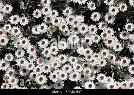 Syncarpha argyropsis, flowers, flowering, Kirstenbosch Botanical ...