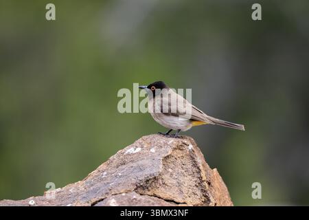 Masked Bulbul (Pycnonotus nigricans), adult, alert, on rocks, Mountain ...