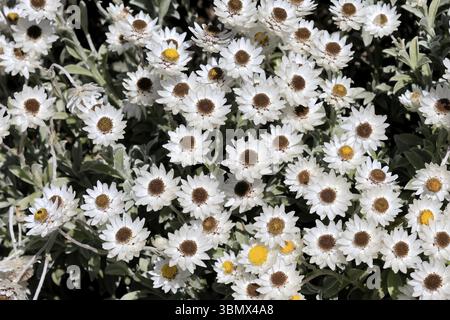Syncarpha argyropsis, flowers, flowering, Kirstenbosch Botanical ...