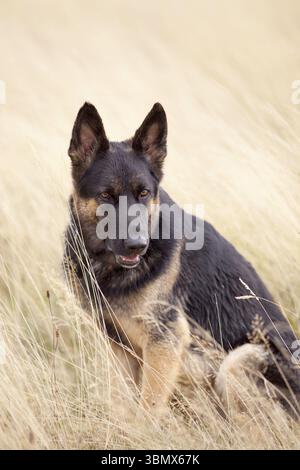 Dog German Shepherd sit in field portrait Stock Photo - Alamy