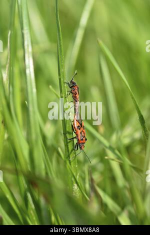 Cinnamon bug (Corizus hyoscyami), two bugs mating on a blade of grass ...