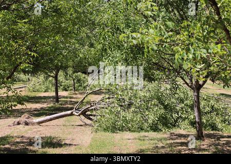 Walnut trees were uprooted and destroyed by a violent and destructive ...