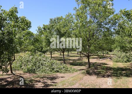 Walnut trees were uprooted and destroyed by a violent and destructive ...