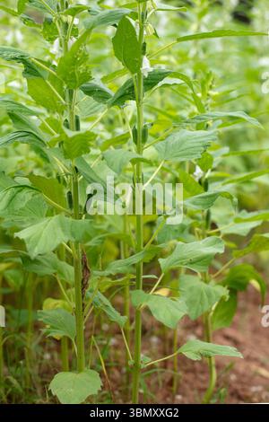 Green sesame leaf growing in the tree white sesame tree agriculture ...