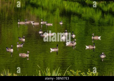 Grey wild goose, cute Water Birds Geese and Chicks at Lake Stock Photo ...