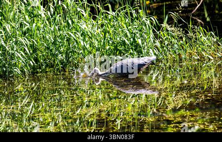 Dundee, Tayside, Scotland, UK. 29th Dec, 2025. UK Weather: Templeton ...