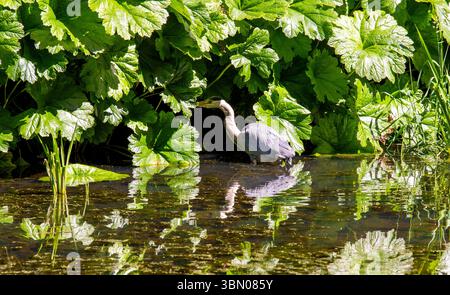 Dundee, Tayside, Scotland, UK. 29th Dec, 2025. UK Weather: Templeton ...
