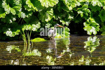 Dundee, Tayside, Scotland, UK. 29th Dec, 2025. UK Weather: Templeton ...