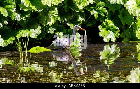 Dundee, Tayside, Scotland, UK. 29th Dec, 2025. UK Weather: Templeton ...
