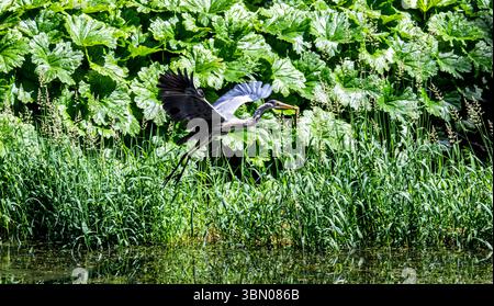 Dundee, Tayside, Scotland, UK. 29th Dec, 2025. UK Weather: Templeton ...