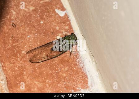 Brazilian Rainforest Cicada (Guyalna chlorogena Stock Photo - Alamy