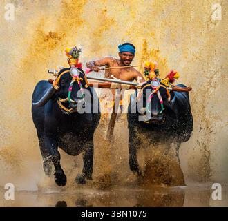 Kambala Bull race in Mangalore, Karnataka, India Stock Photo - Alamy