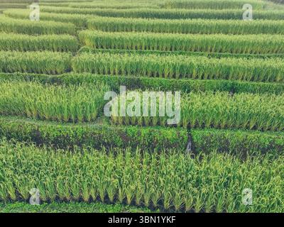 Traditional terraced rice fields and flowing water channels. Water ...