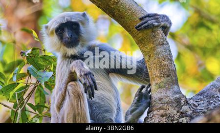 Tarai Gray Langur, Semnopithecus hector, Cercopithecidae, Royal Bardia ...