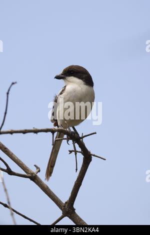 Taita fiscal or Teita fiscal (Lanius dorsalis) perched on a dry tree ...