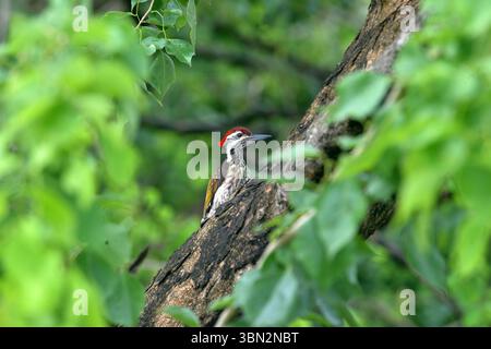 Siliguri, West Bengal, India. 30th May, 2026. A Black hooded oriole ...