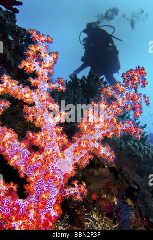 Multi-branched trees, Coral Reef, South Ari Atoll, Maldives, Indian ...