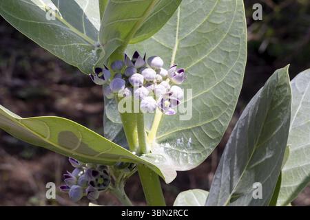 Calotropis procera (Apocynaceae ) also called Sodom plant and Sodom ...