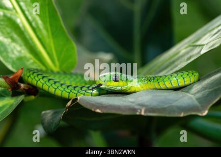Highly venomous adult male boomslang (Dispholidus typus), also known as ...