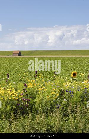 Agricultural field with floral edges in Pieterburen Het Hogeland in ...